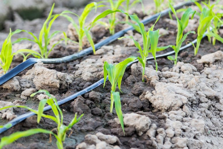 Guidelines for Choosing the Best Irrigation System